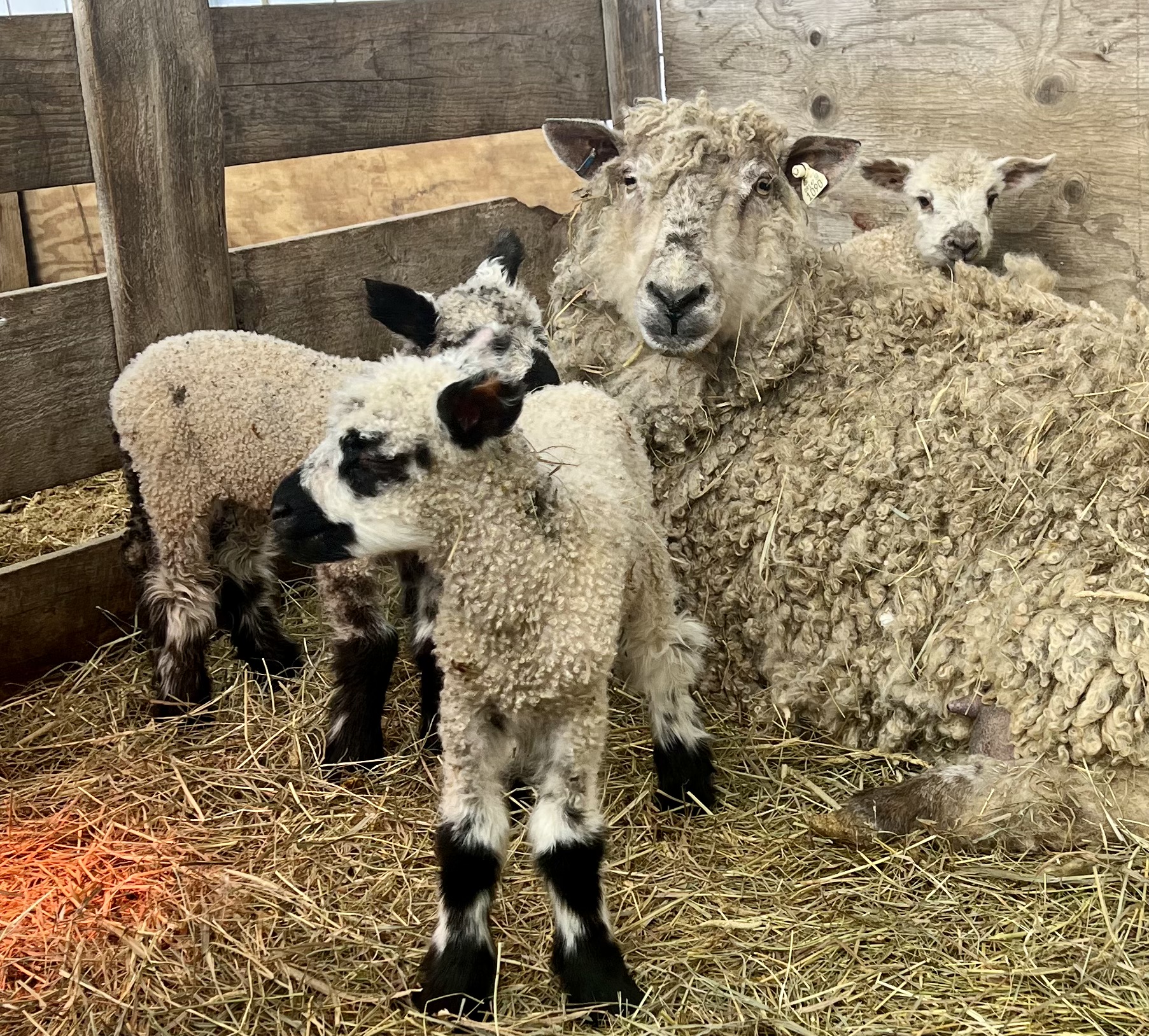 Raspberry and Wool Day 2023 – Clough Tavern Farm