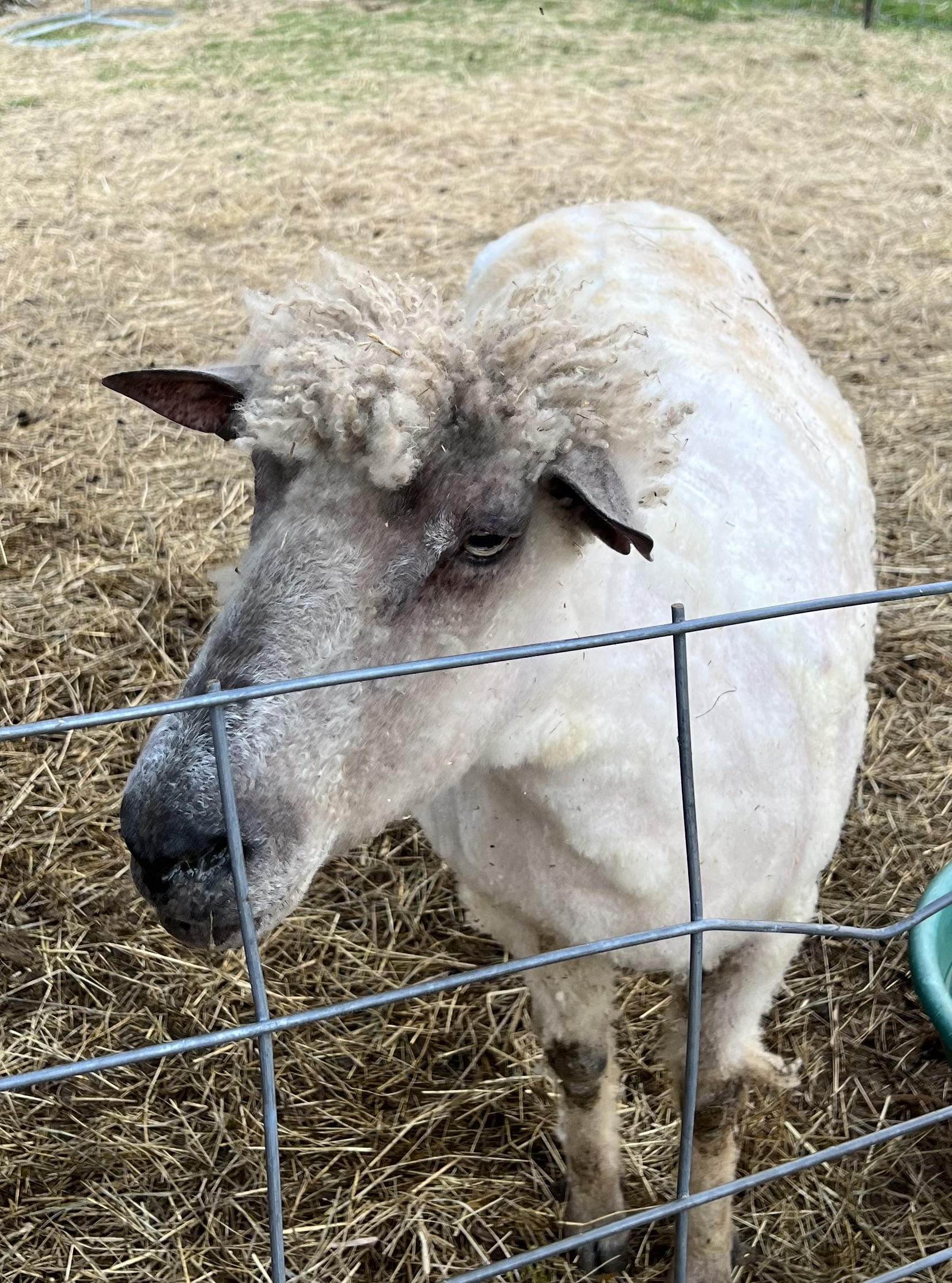 About Teeswater Sheep – Clough Tavern Farm