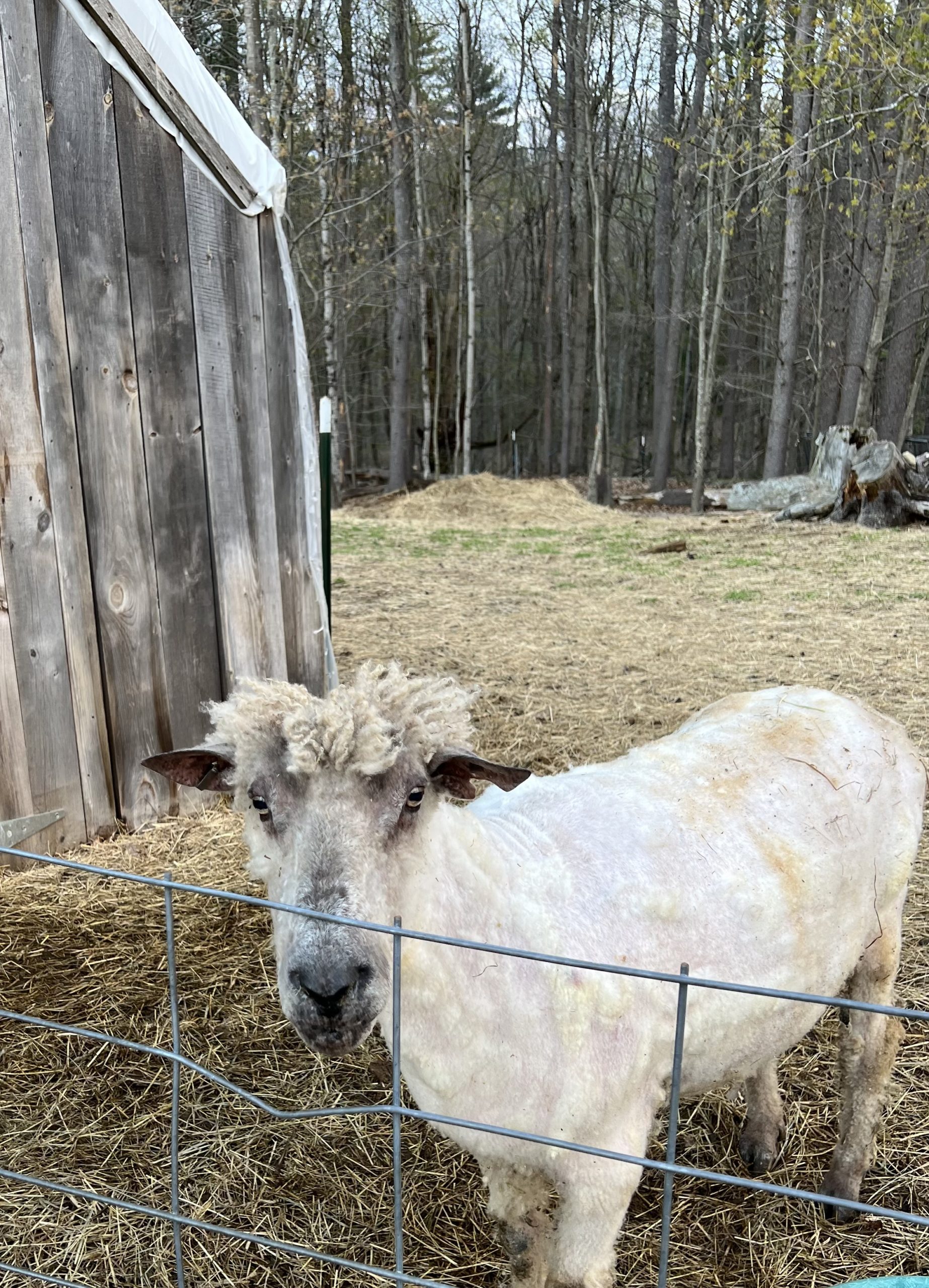About Teeswater Sheep – Clough Tavern Farm